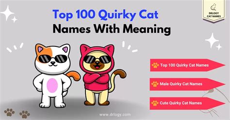 111 Best Quirky Cat Names With Meaning Drlogy Cat Names Drlogy