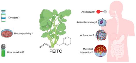 Molecules Free Full Text Phenylethyl Isothiocyanate A Bioactive Agent For Gastrointestinal