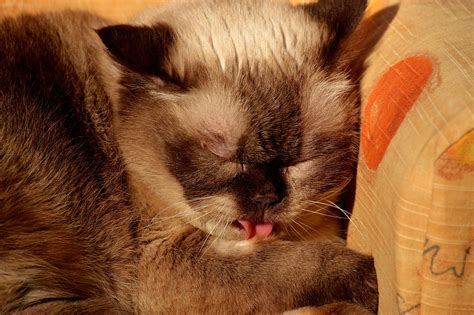 英国短毛猫 放松 轻松 Pixabay上的免费照片 Pixabay