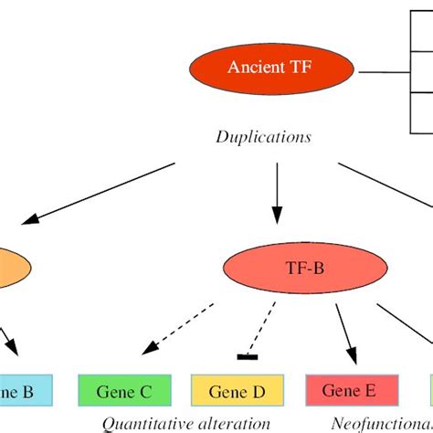 Rewiring And Reprogramming Of Transcription Regulations During Download Scientific Diagram