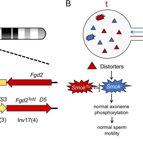 A Genomic Position And Architecture Of The Mouse T Haplotype The Download Scientific Diagram
