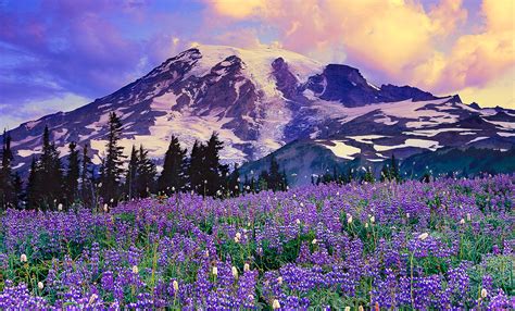 Mount Rainier National Park