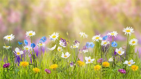 4k Flower Wallpapers Top Free 4k Flower Backgrounds Wallpaperaccess