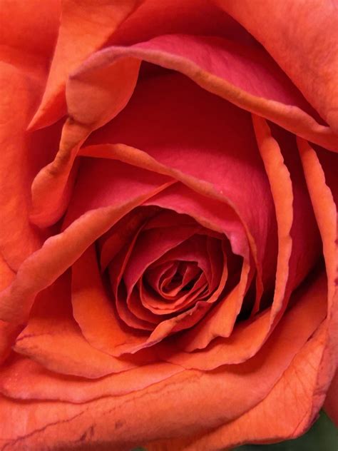 Fragrant Cloud Buy This Rose Online Knights Roses Australia