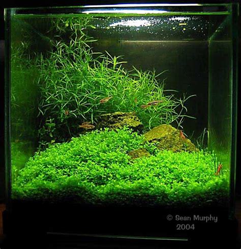 Basic Aquascaping Principles And Technique Aquascape Aquarium Freshwater Aquarium Plants For