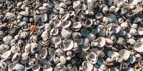 Fort Myers Fl Shell Aggregate Barclay Earth Depot