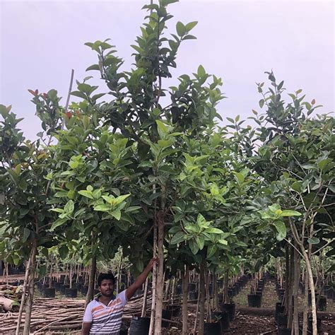 Ficus Benghalensis Gowthami Nursery