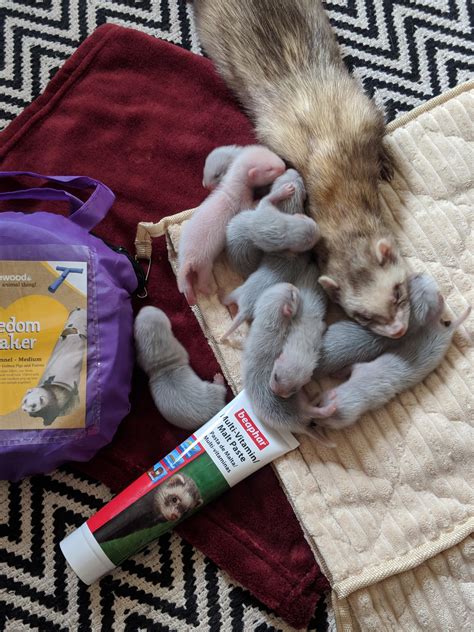 Best R Ferret Images On Pholder Our Baby Is About To Cross The Rainbow Bridge