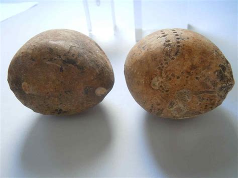 Echinocorys Scutata Oursins Fossiles Géoforum