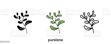 퍼슬레인 아이콘 디자인 실루엣 화려하고 선형으로 설정 된 Purslane 아이콘 쇠비름에 대한 스톡 벡터 아트 및 기타 이미지
