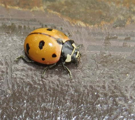 Bug Eric Id Tip Seven Spotted Or Nine Spotted Lady Beetle
