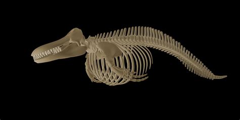 Killer Whale Orca Skeleton 3d Model Fully Textured And Game Ready