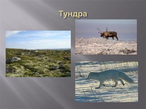 Презентация по окружающему миру Природные зоны России Зона лесов 4 класс Область знаний