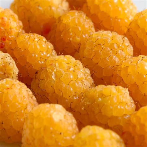 Raspberry Golden Bliss Autumn Fruiting Mr Middleton Garden Shop