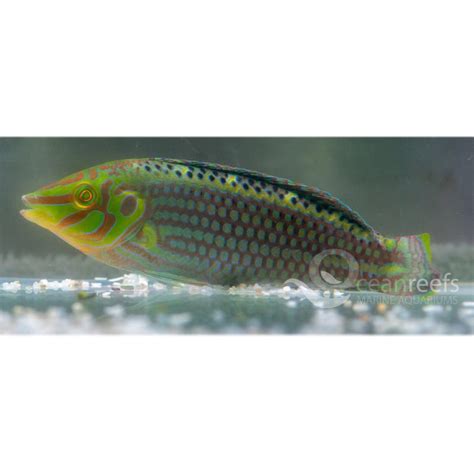 Argus Wrasse — Ocean Reefs Marine Aquariums