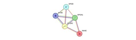 Apoa2 Gene Genecards Apoa2 Protein Apoa2 Antibody