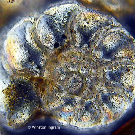 Microscopy Foraminifera Microbus Microscope Educational Website