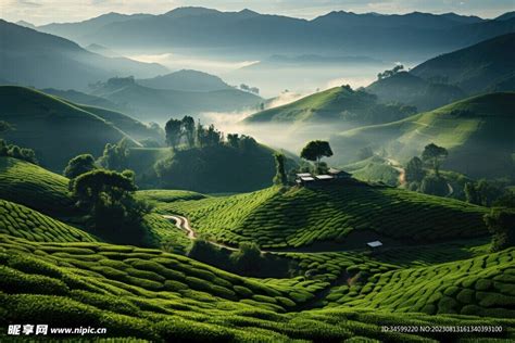 茶田 摄影图田园风光自然景观摄影图库昵图网