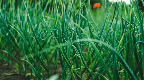 Чи варто садити часник і цибулю поруч — поради городникам Читайте на