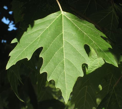 Tipos De Plantas Tipos De Hojas