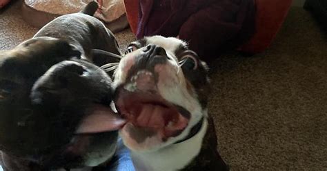 Our Boys In Blue Can Get Lots If Updoots What About Our Boys In Fur