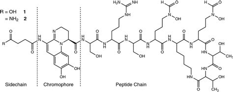 Pao1 With An Succinic Acid 1 Or Succinic Amide 2 As An Exemplary