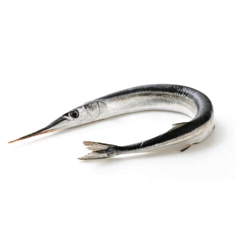 Freshwater Needlefish