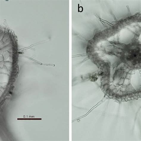 Root Sections Of Representative Rice Plants Grown For 30 Days In