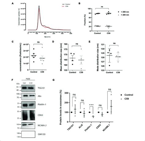 Nanoparticle Tracking Analyses Of Exosomes Secreted By Control And Download Scientific