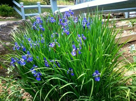 Iris In My Yard Landscape Iris Yard