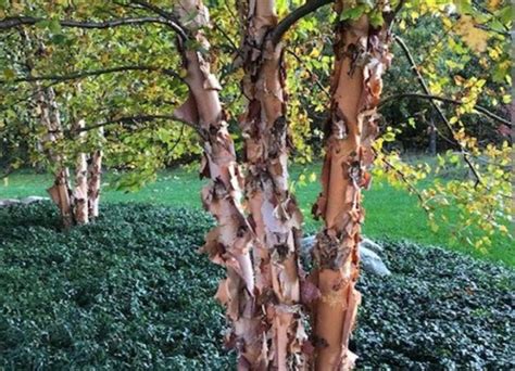 21 Popular California Trees AMERICAN GARDENER