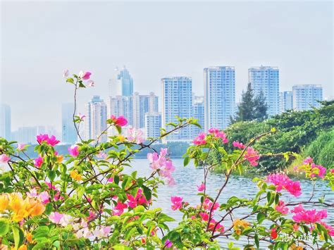 花开烂漫 景观如春湛江云媒（湛江新闻网）