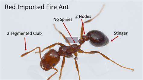 Photo Slideshow Ant Identification Tips Pest Control Technology