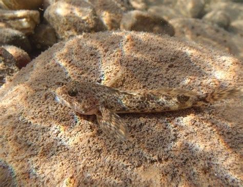 Slimy Sculpin Life Expectancy