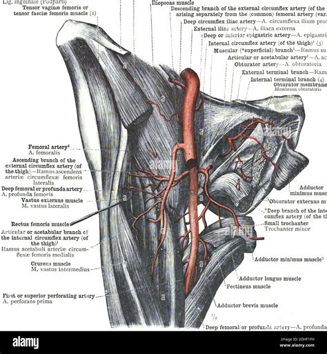 Medial Circumflex Femoral Artery Branches