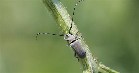 Will Dectes Stem Borers Be An Issue In 2020