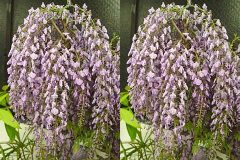 3D植物園 フジ花フジは4月に一気に開花する 速読法速読