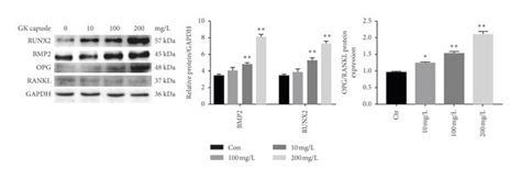 Effects Of GKC On The Osteogenic Differentiation Of SaOS 2 Cells A