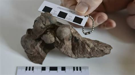 These Are The Smallest Fossilized Dinosaur Eggs Ever Found Popular