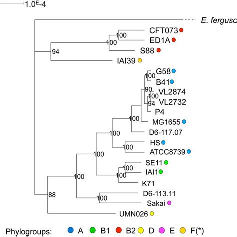 Maximum Likelihood Phylogenetic Analysis Analysis Was Performed On The