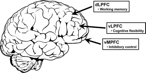 1 Schematic Figure Of Principal Subregions Of The Prefrontal Cortex