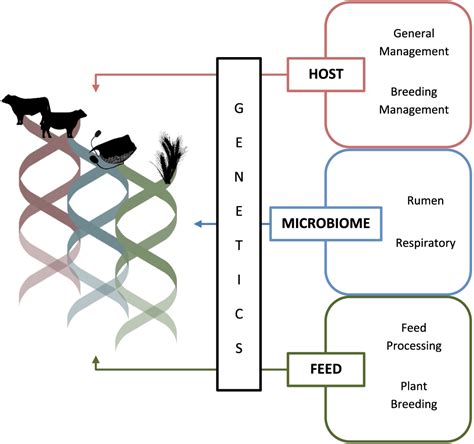 Strategies to improve the efficiency of beef cattle production