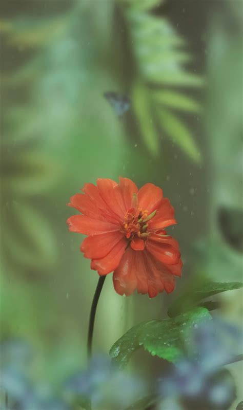 背景に緑の葉を持つ赤い花の写真 Unsplashの壁紙の無料画像