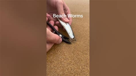 Beach Worms Fyp Foryou Spongebob Fy You Sydney Australia