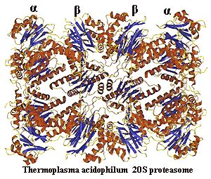 Palaeos Kingdoms Prokaryotes Bacteria Glossary A Z
