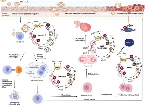 The Roles Of Epigenetic Mechanisms In The Regulation Of EBV Latent Gene