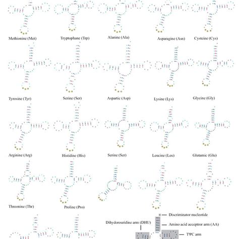 Secondary Structure Of The 22 Trna Genes Of The Mitochondrial Genome Of