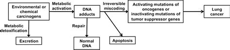 Table From The Role Of Myoferlin And Dysferlin In Lung Epithelial