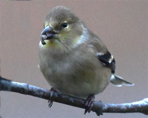 North American Goldfinch Hasnt Flown South For The Winter As Seen Here