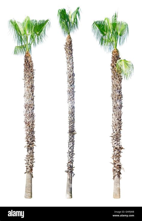 Is My Palm Tree Sick At Kathaleen Velasquez Blog